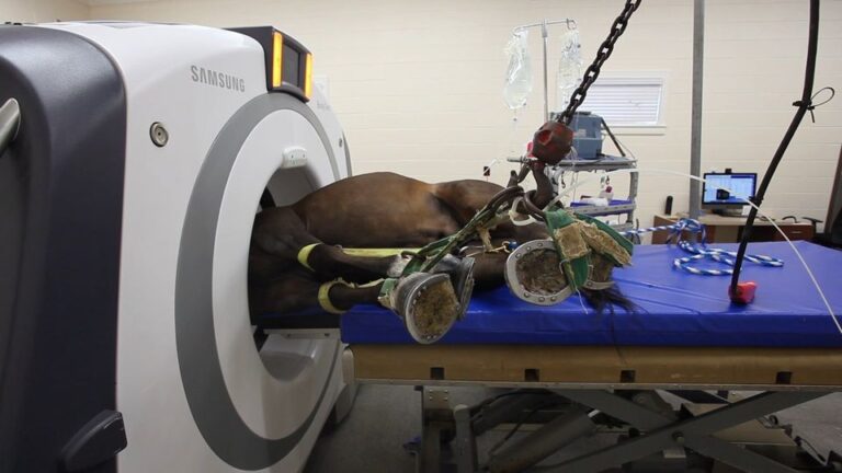 Custom tables - Surgical Tables Inc